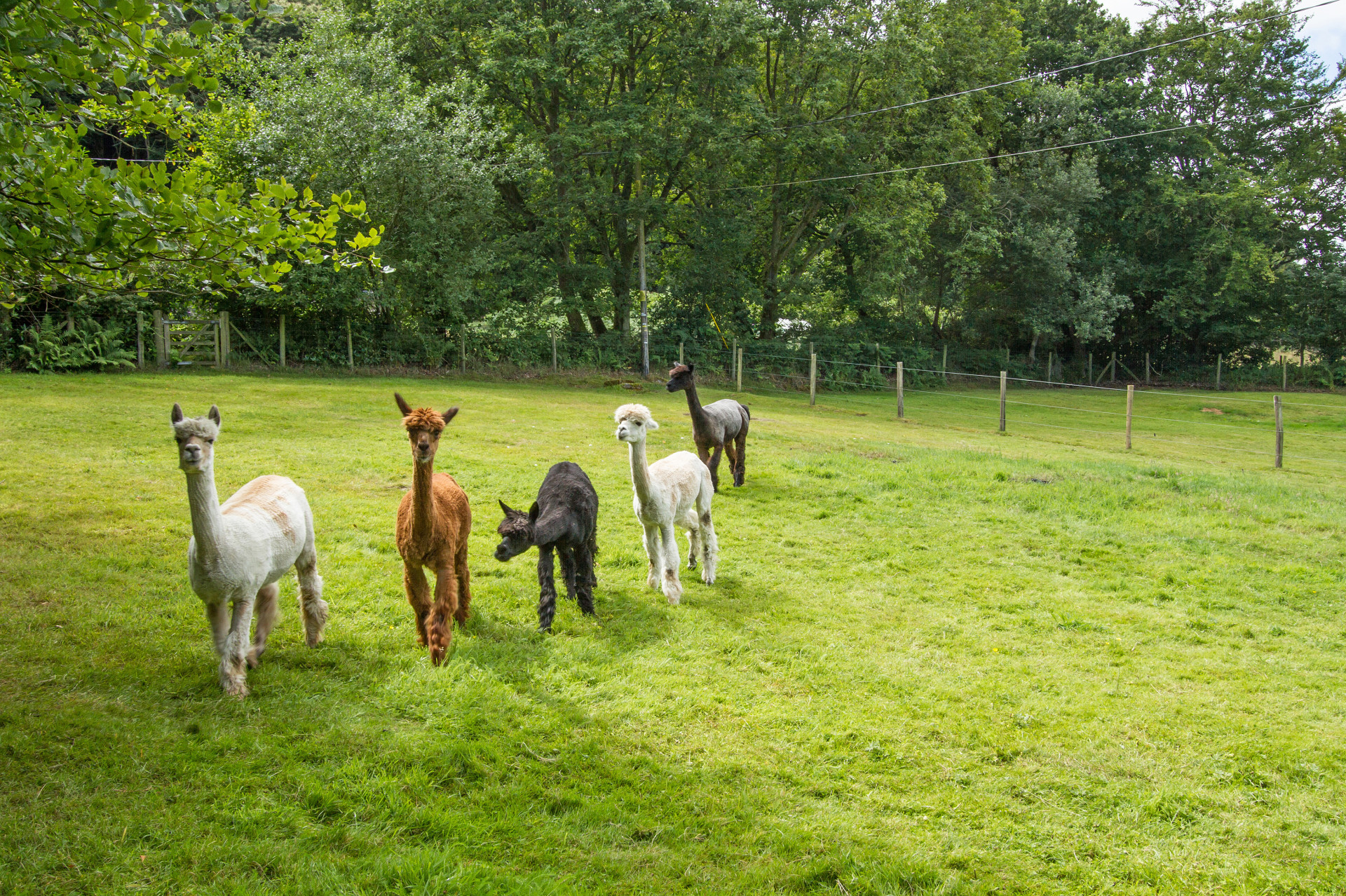 Alpacas on the move! - Peter Wright Photography